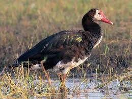 Spur-Winged Goose | Tier Zoo Wiki | Fandom