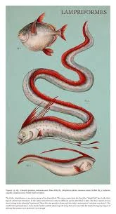 Teleost/Guilds | Tier Zoo Wiki | Fandom