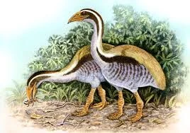 Adzebill | Tier Zoo Wiki | Fandom