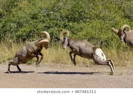 Headbutt | Tier Zoo Wiki | Fandom