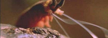 String Shot | Tier Zoo Wiki | Fandom