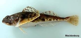 Mail-Cheeked Fish | Tier Zoo Wiki | Fandom