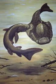 Psammolepis | Tier Zoo Wiki | Fandom