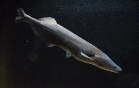 Cornish Jack | Tier Zoo Wiki | Fandom