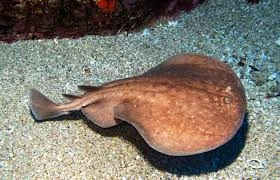 Ray | Tier Zoo Wiki | Fandom