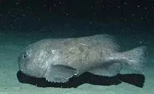 Mail-Cheeked Fish | Tier Zoo Wiki | Fandom