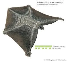 Colugo | Tier Zoo Wiki | Fandom