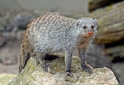 Zebramanguste | Tier Lexikon Wiki | Fandom