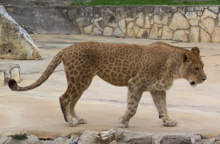Leopon | Tier Lexikon Wiki | Fandom