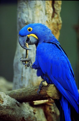 Papageien | Tier Lexikon Wiki | Fandom