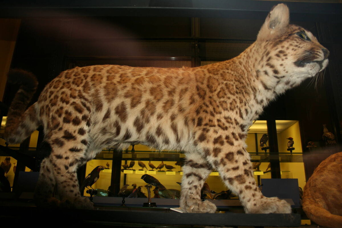 Pumapard | Tier Lexikon Wiki | Fandom