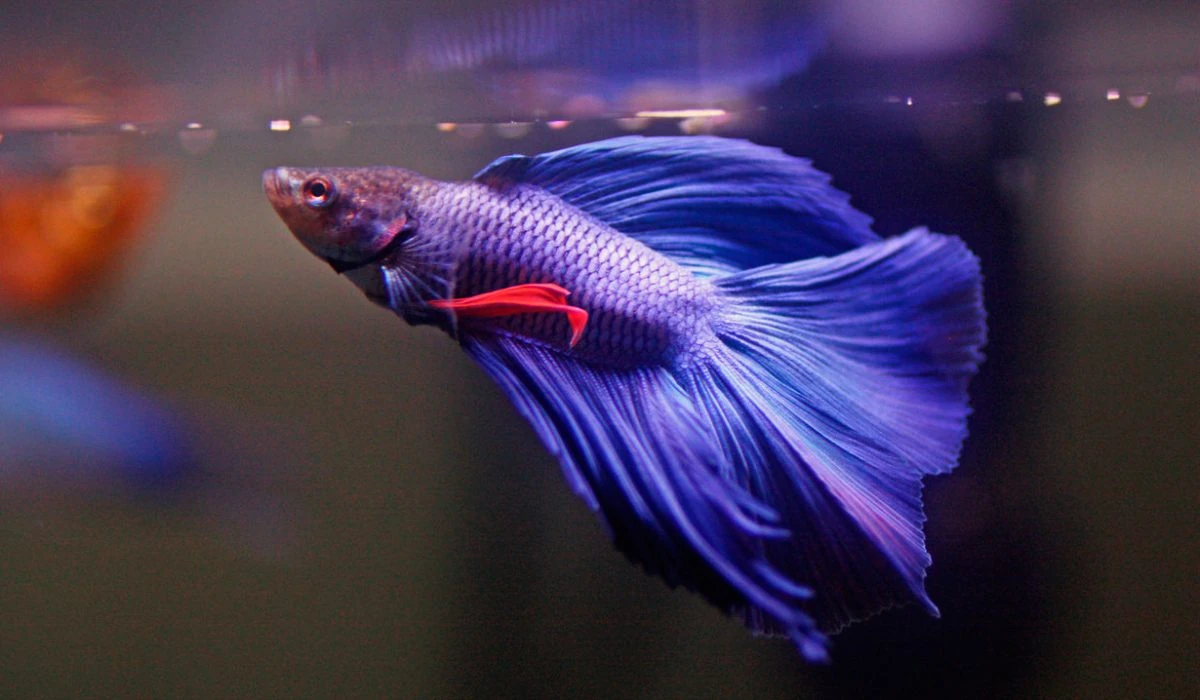 Caracteristicas de los peces beta | Tierra animal Wiki | Fandom