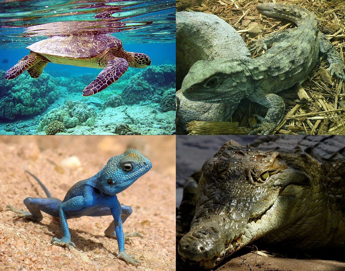 Reptiles | Tierra animal Wiki | Fandom