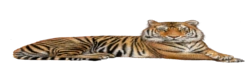 Tigerball | Tigerball Wiki | Fandom