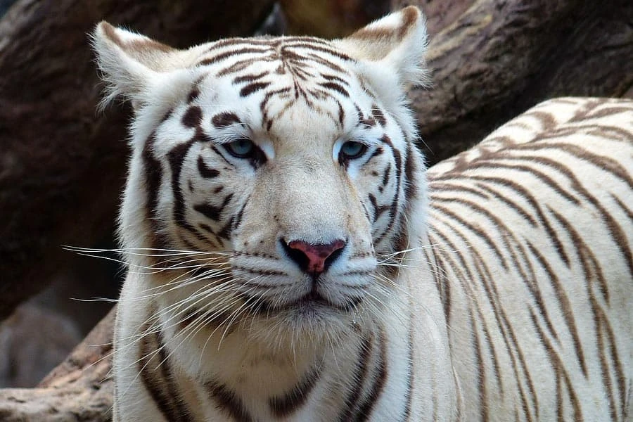 Tigre Blanco | Wiki Tigres | Fandom