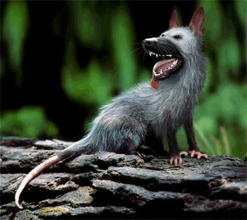 Rascal | Tim and Eric Wiki, Great Job! | Fandom