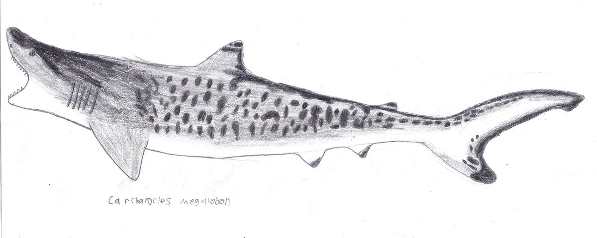 Carcharocles Megalodon Timelapse Wiki Fandom