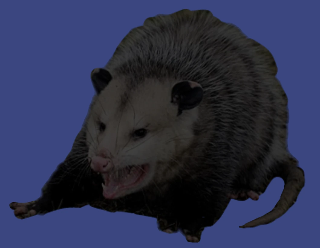 Fifth Possum | Timilode On Wiki | Fandom