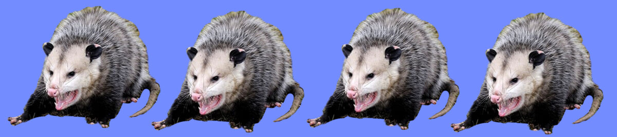 Awesome Possums | Timilode On Wiki | Fandom