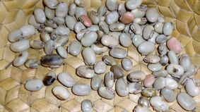 Hidden Foods of Venilale | Timor-Leste Food Lab Wiki | Fandom