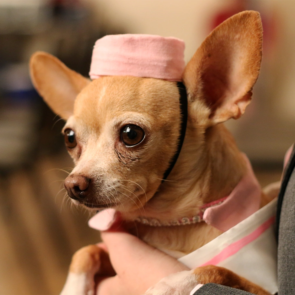 Diane Lopez-Richter | Tin Can Bros Wiki | Fandom