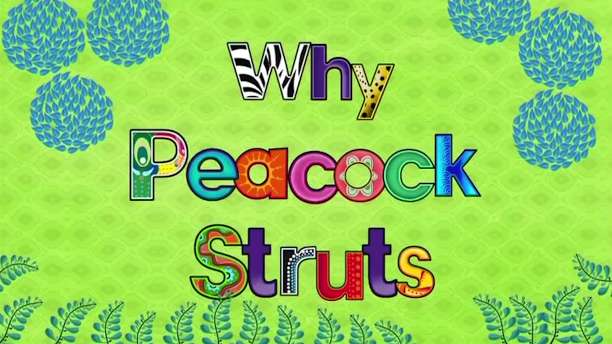 Why Peacock Struts | Tinga tinga tales Wiki | Fandom