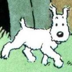 What Dog Breed Is Snowy From Tintin