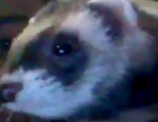 Hunter the ferret | Jaylen Cole Wiki | Fandom