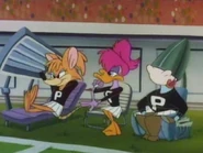Perfecto Prep | Tiny Toon Adventures Wiki | Fandom