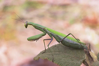 Mantoides o mantidos | Tipos de insectos Wiki | Fandom