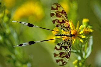Neurópteros | Tipos de insectos Wiki | Fandom