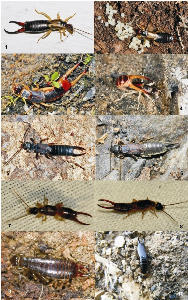 Dermápteros | Tipos de insectos Wiki | Fandom