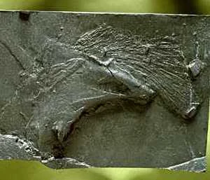 Stethacanthus | Wiki Mesozoico | Fandom