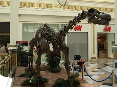 Titanosaurus | Wiki Mesozoico | Fandom