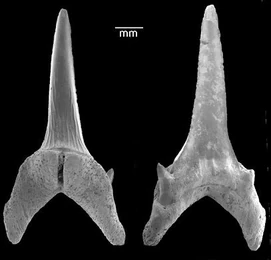 Anomotodon | Wiki Mesozoico | Fandom