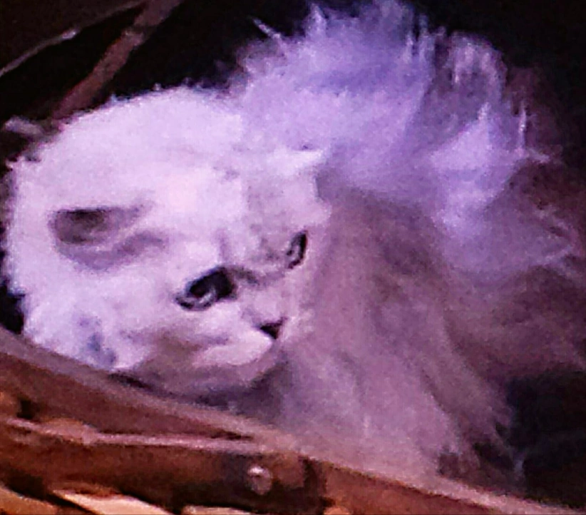 Rodney | T.J. Hooker Wiki | Fandom