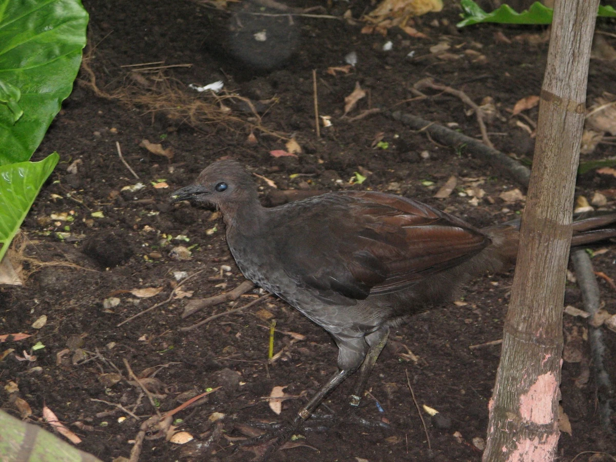 Anomaly-014 | TLO Wiki | Fandom