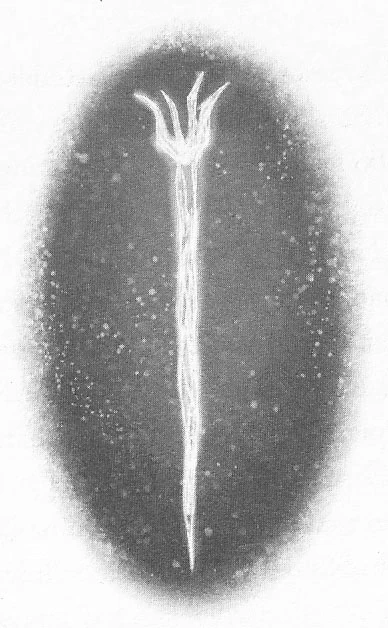 The Snow Queen's Scepter | The Land Of Stories Wiki | Fandom