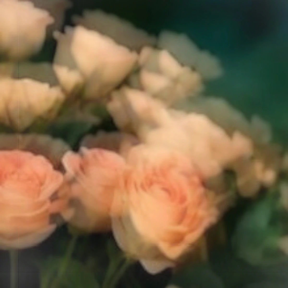 Hi Whitney | TMNG Comp Universe Wiki | Fandom