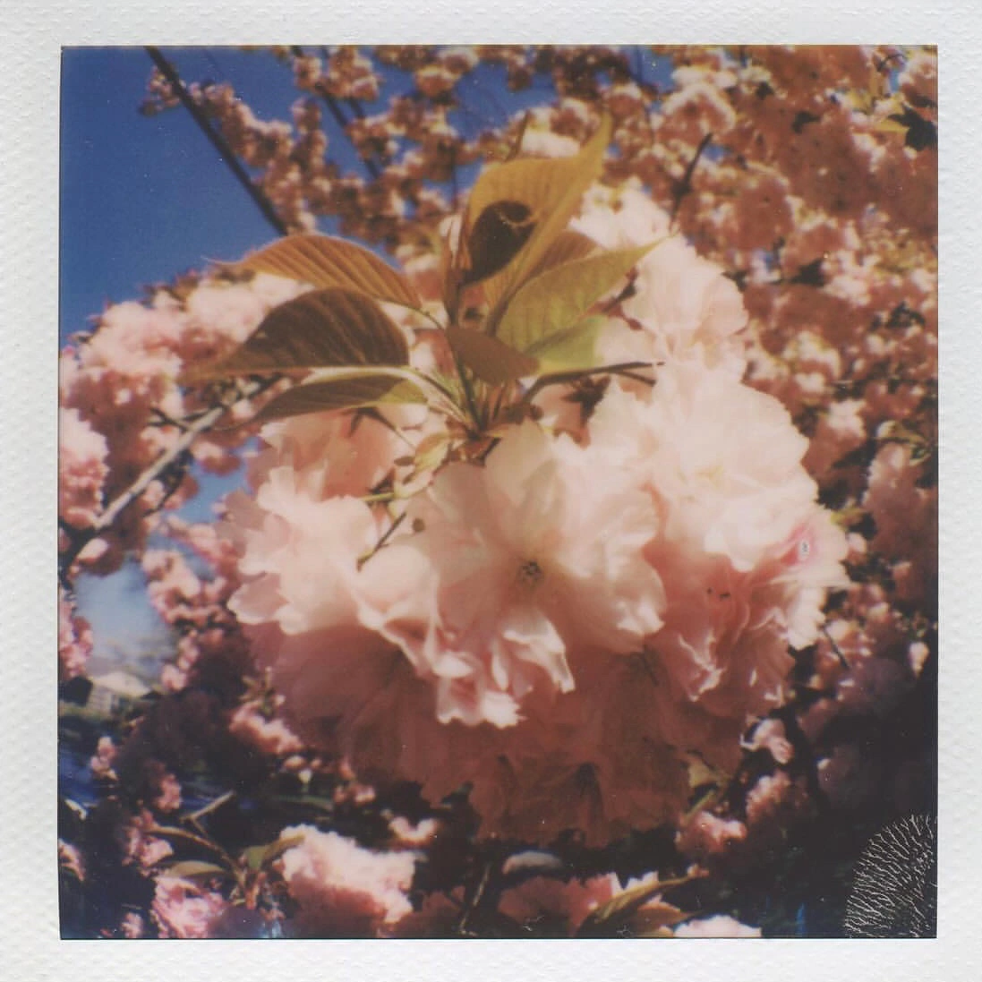 Peace & Love (1st Anniversary Edition) | TMNG Comp Universe Wiki | Fandom