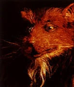 Splinter | Teenage Mutant Ninja Turtles Wiki | Fandom