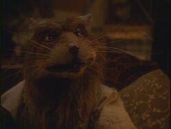 Splinter (1990 film series)/Gallery | TMNTPedia | Fandom
