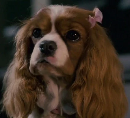 Sweet Polly Purebred (Underdog 2007) | Movie and TV Wiki | Fandom