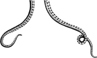 TKaK41 | Alexandra Christo Verse | Fandom