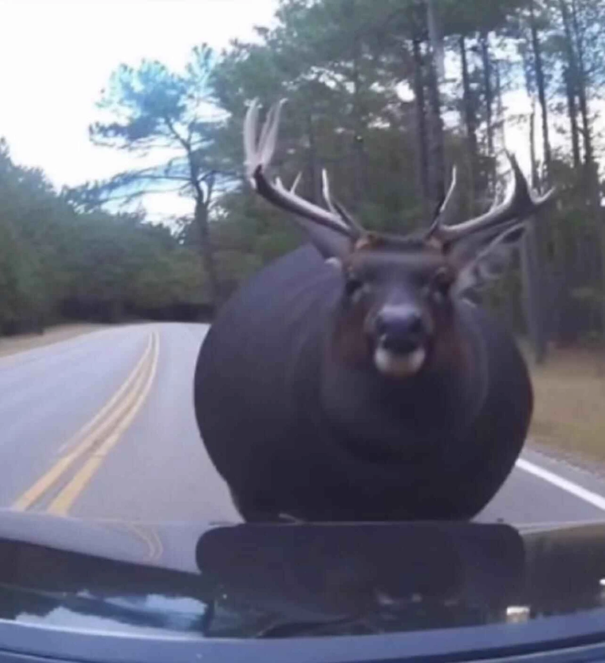 Wyatt Wilkinson | TOECAR Wiki | Fandom