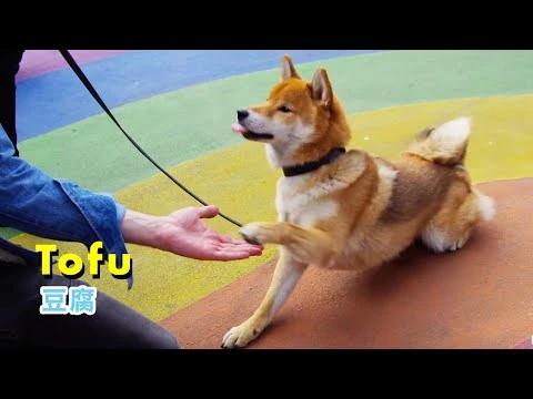 Thanks for 10k followers | Tofupupper Wiki | Fandom