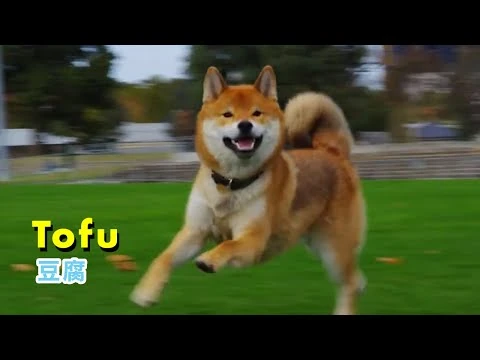 AWESOME! | Tofupupper Wiki | Fandom