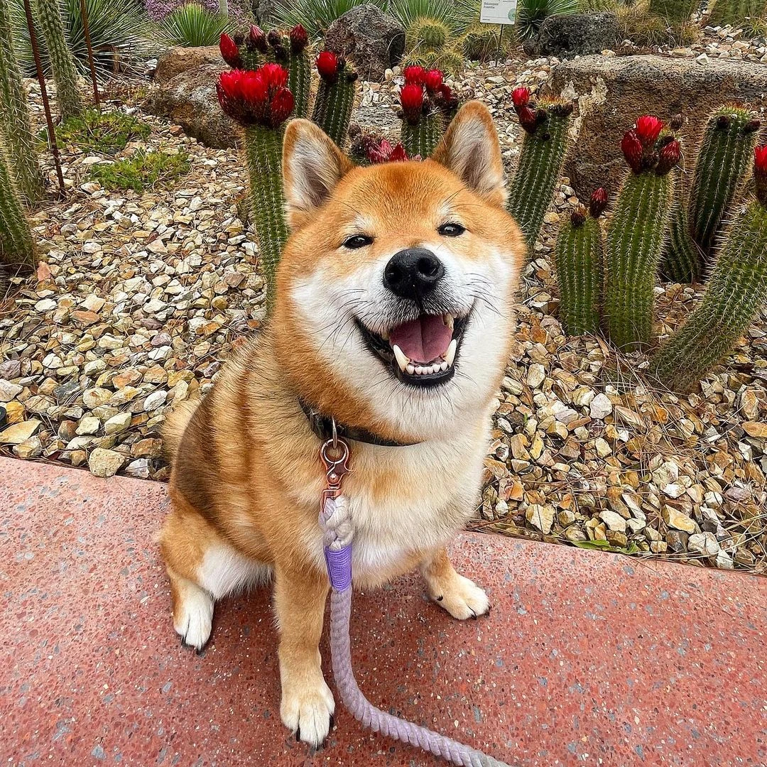 User blog:ShadowDearest/Bread Garden | Tofupupper Wiki | Fandom