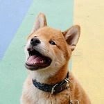 Tofu Chan | Tofupupper Wiki | Fandom