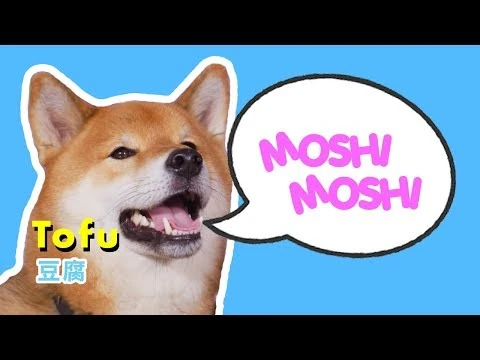 Tofu Phone | Tofupupper Wiki | Fandom